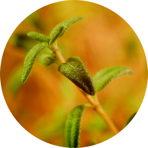 What are Woody Herbs and Why are They Special? - Lettuce Plant